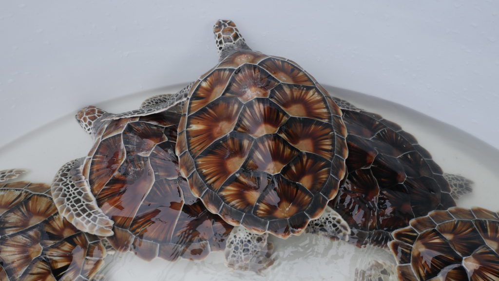 Release of 50 baby turtles for Trisara anniversary - Oceans For All