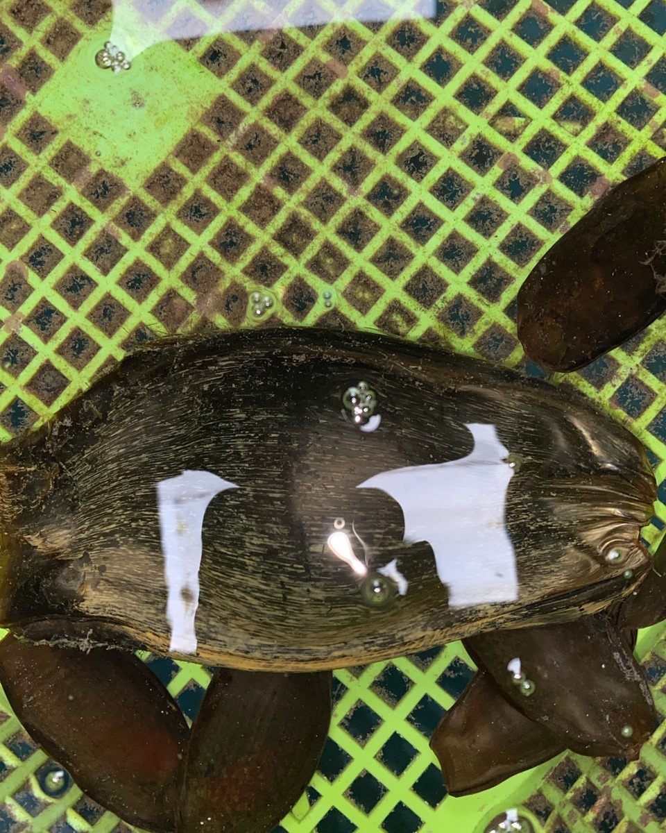 Leopard Shark Breeding Program Update - Oceans For All
