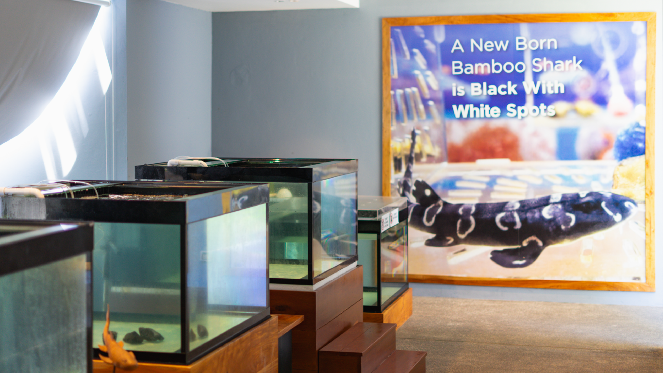 A New Beginning for Two Bamboo Sharks: Why We Breed Sharks - Oceans For All
