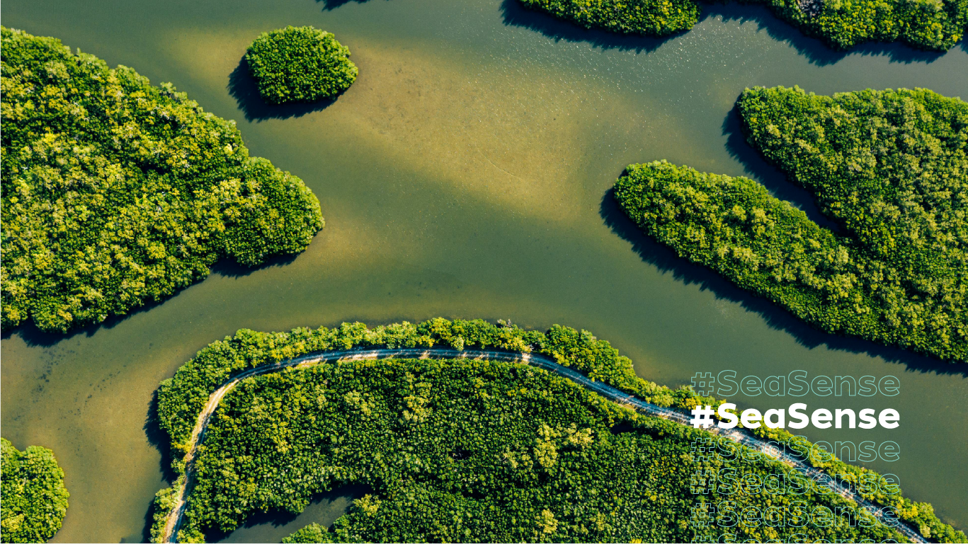 Sea Sense: Why Mangroves Matter - Oceans For All